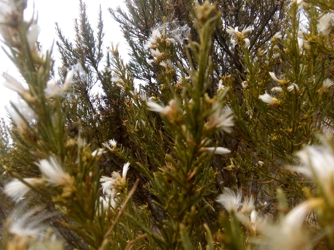 80+ Free Arbol & Naturaleza Images - Pixabay