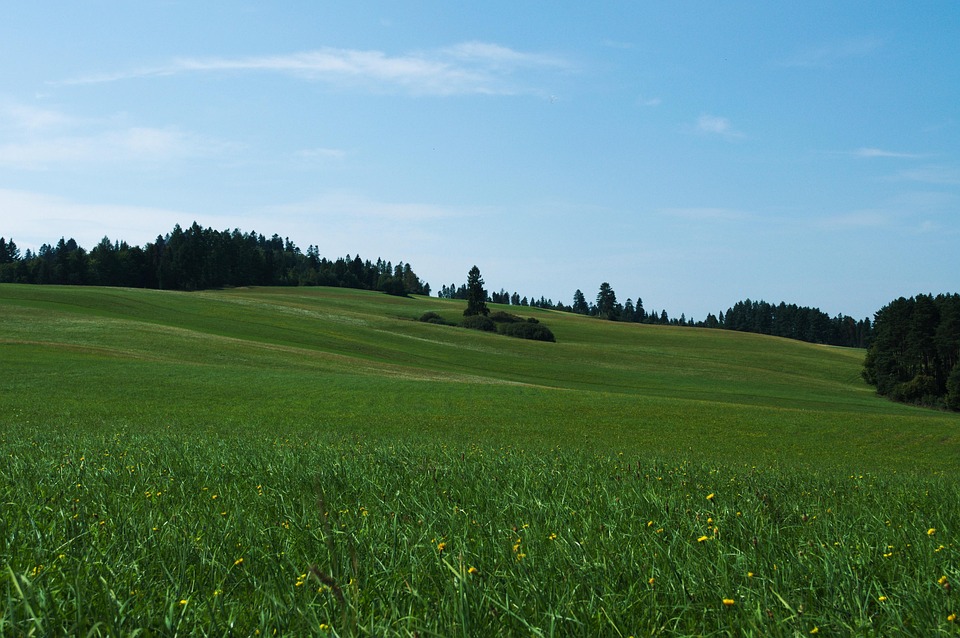 Grass Fields Meadow - Free photo on Pixabay - Pixabay