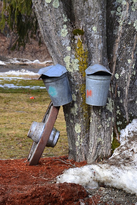 Maple Syrup Nature - Free photo on Pixabay - Pixabay
