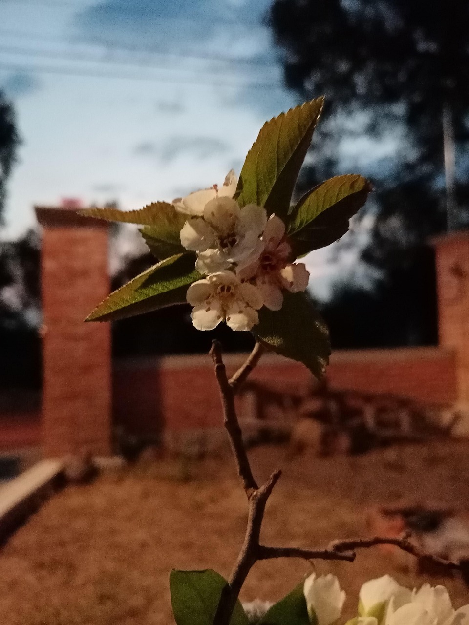 Bunga Tanaman Kebun - Foto gratis di Pixabay - Pixabay