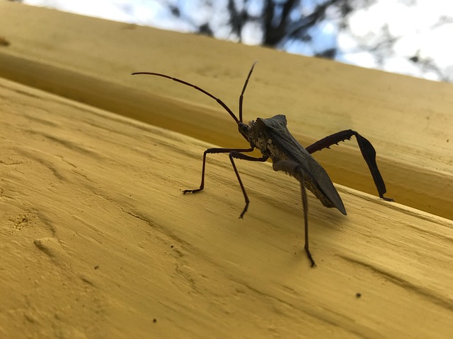 Escarabajo Insecto Cuernos - Foto gratis en Pixabay