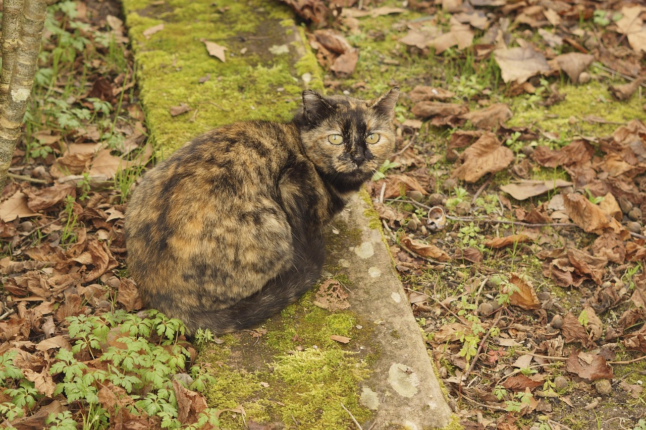 60+ Free Cat Camouflage & Camouflage Images - Pixabay
