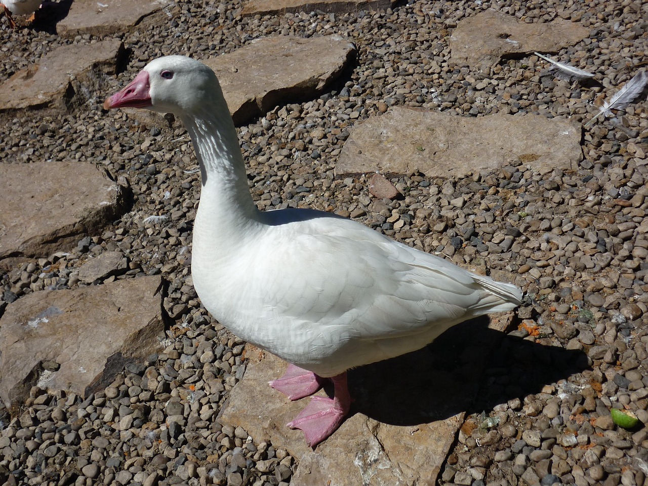 Duck Animal Bird - Free photo on Pixabay - Pixabay