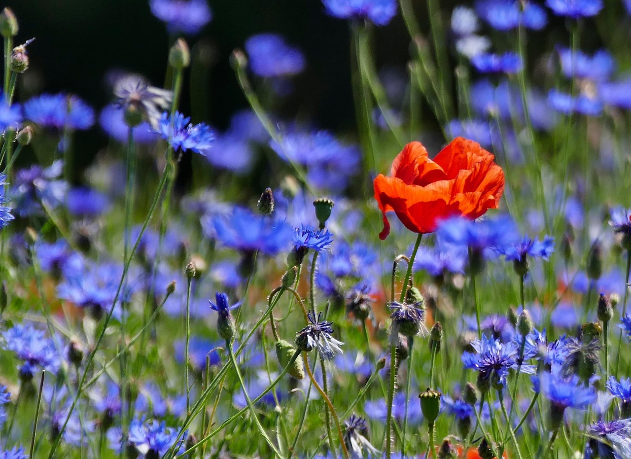 100+ Free 새싹 비 & Nature Images - Pixabay
