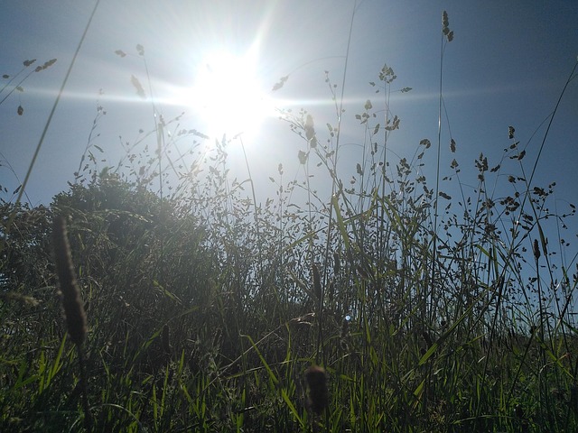 Sun Herb Summer Free Photo On Pixabay Pixabay