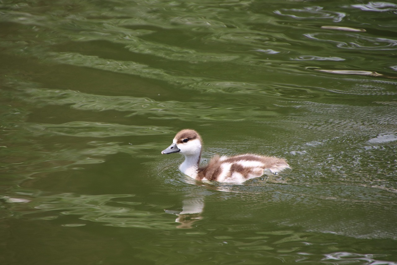 Pato Real Lago - Foto gratis en Pixabay - Pixabay