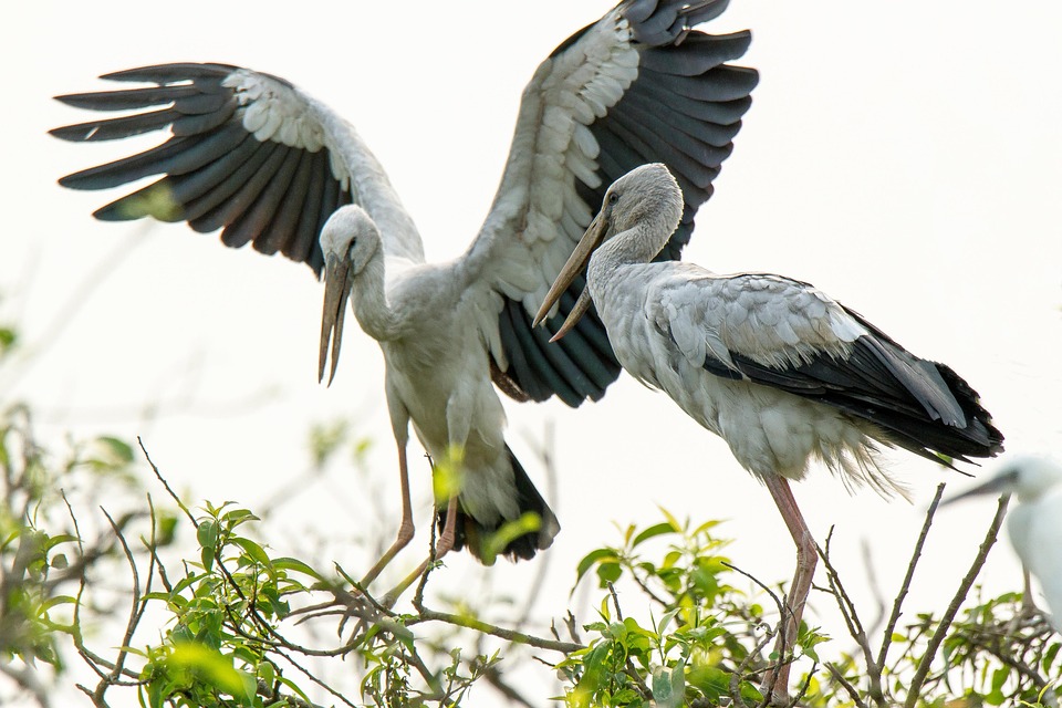 Stork Birds Branches - Free photo on Pixabay - Pixabay