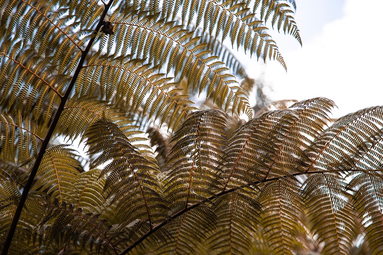 Folha Folhas Árvore - Foto gratuita no Pixabay - Pixabay