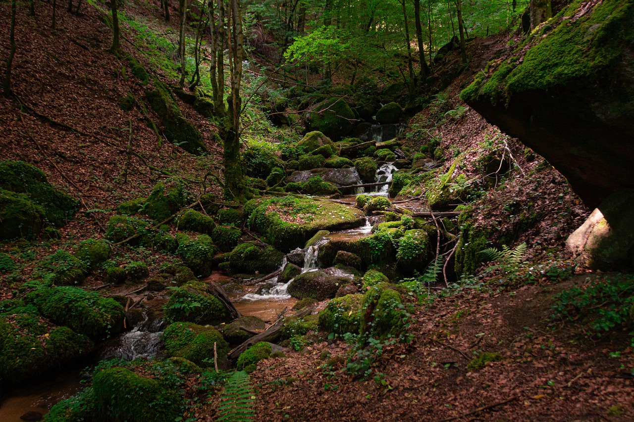 Bosque De árboles Con Musgo Foto De árboles Cubiertos De Musgo