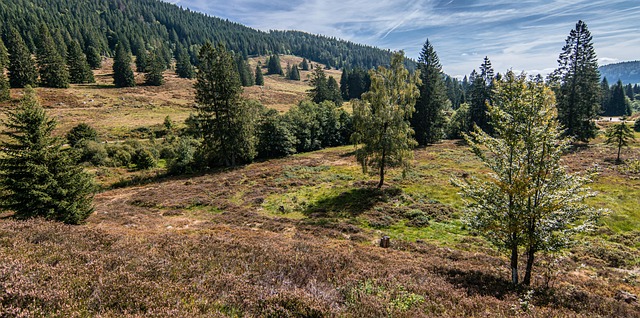Campos Coníferas Conífero Floresta - Foto gratuita no Pixabay
