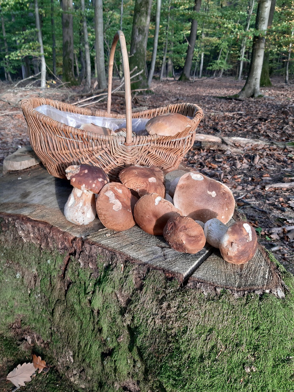 Champignon Forêt La Nature - Photo gratuite sur Pixabay - Pixabay