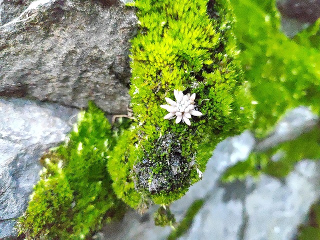 Nature Moss Outdoors - Free photo on Pixabay