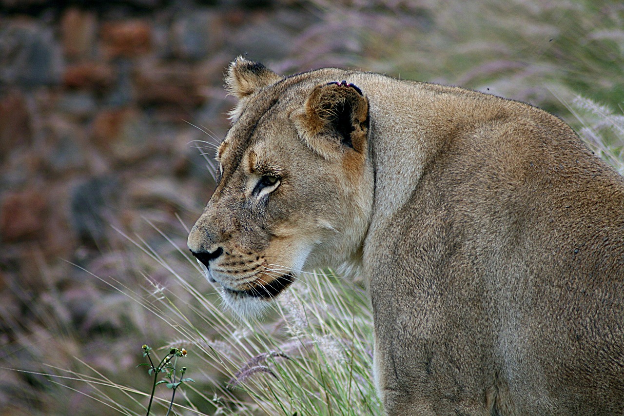 Lioness Feline Big Cat Wild - Free photo on Pixabay