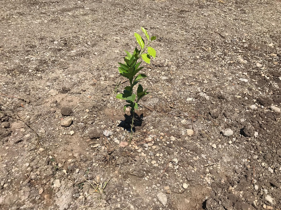 Planta Sequía Seca - Foto gratis en Pixabay
