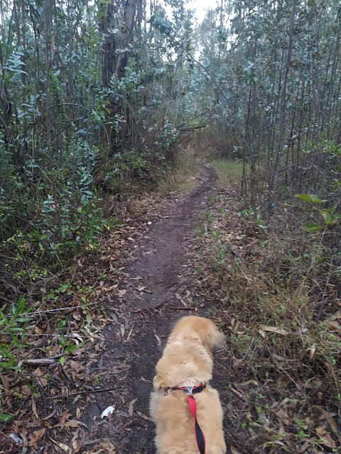 Dog Walk - Free photo on Pixabay - Pixabay