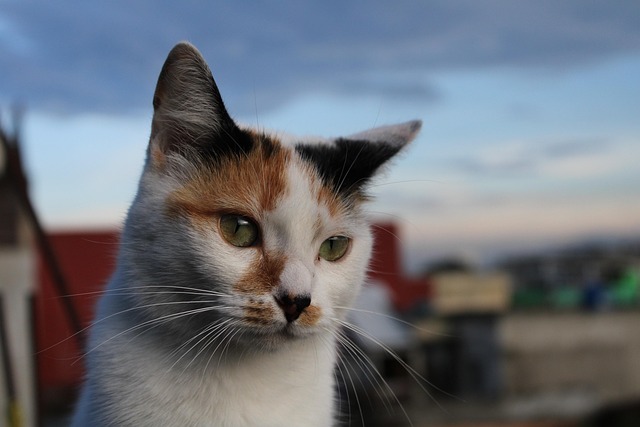 Kucing Hewan Maskot - Foto gratis di Pixabay - Pixabay