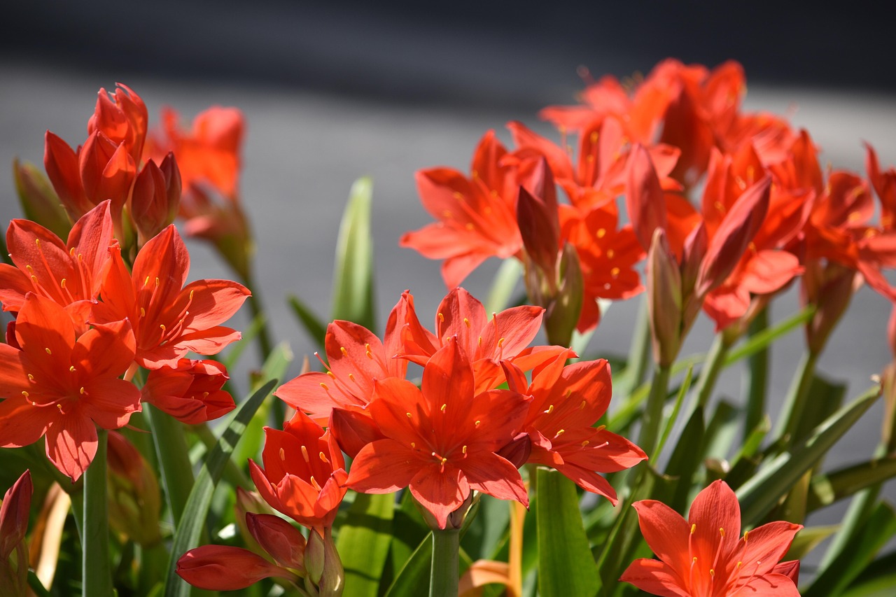 Fleurs De Lys Plantes - Photo gratuite sur Pixabay - Pixabay
