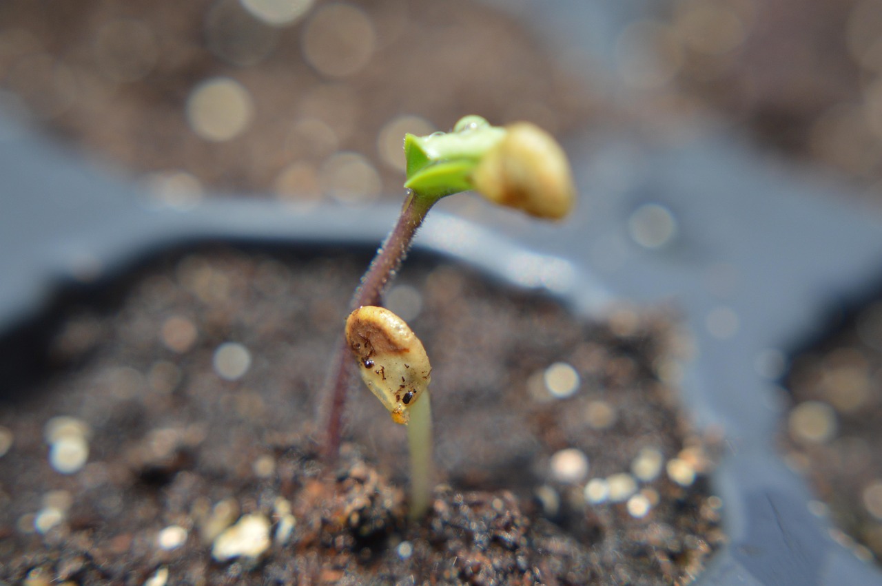 Seedling Capsicum Chilli - Free photo on Pixabay - Pixabay