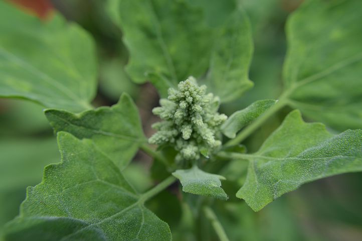 Quinoa Fotos - Descarga imágenes gratis - Pixabay