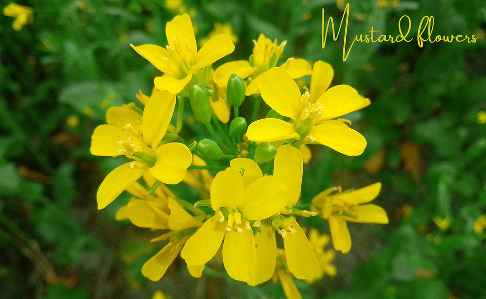 Mustard Flower Creator - Free photo on Pixabay - Pixabay