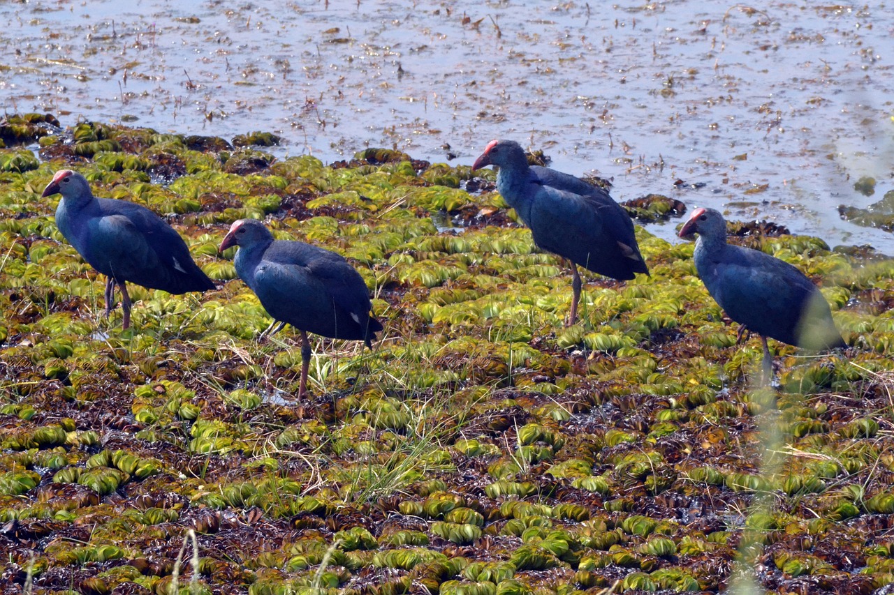 20,000+ Free Purple Swamp Hen & Nature Images - Pixabay