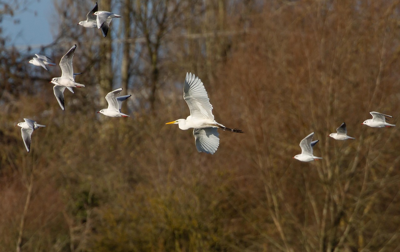 8+ Free Egret In Flight & Flying Egret Images - Pixabay