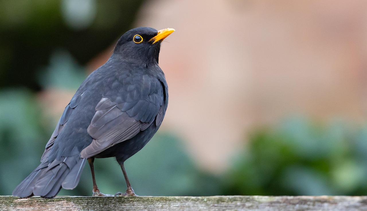 1,000+ Free Blackbird & Nature Images - Pixabay
