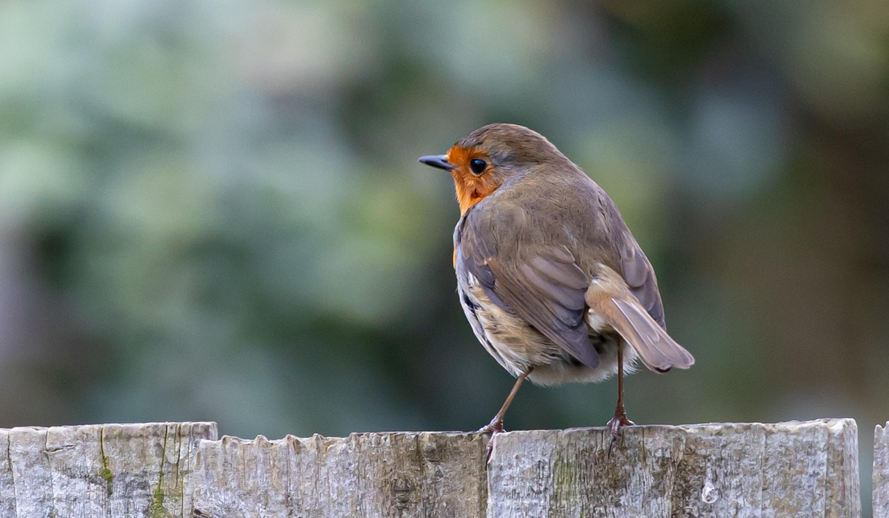 700+ Free Robin Redbreast & Robin Images - Pixabay