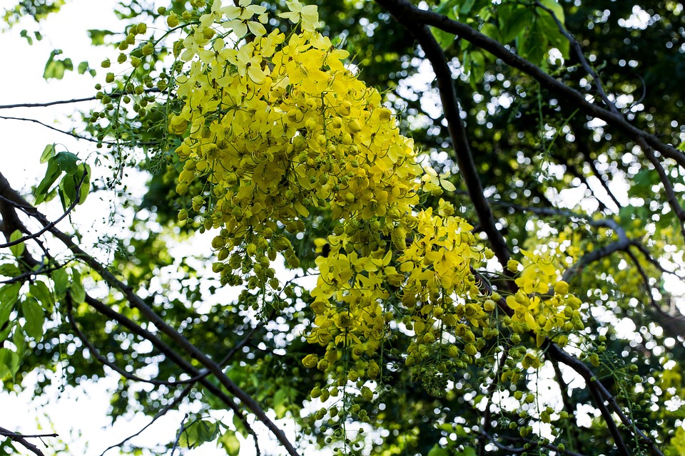 Gloire Du Matin Jaune Canari Fruit - Photo gratuite sur Pixabay - Pixabay