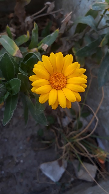 Natur Smuk Blomst - Gratis foto på Pixabay - Pixabay