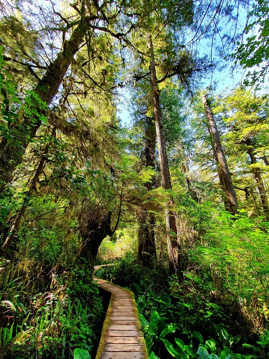 Rainforest Forest Walk - Free photo on Pixabay - Pixabay