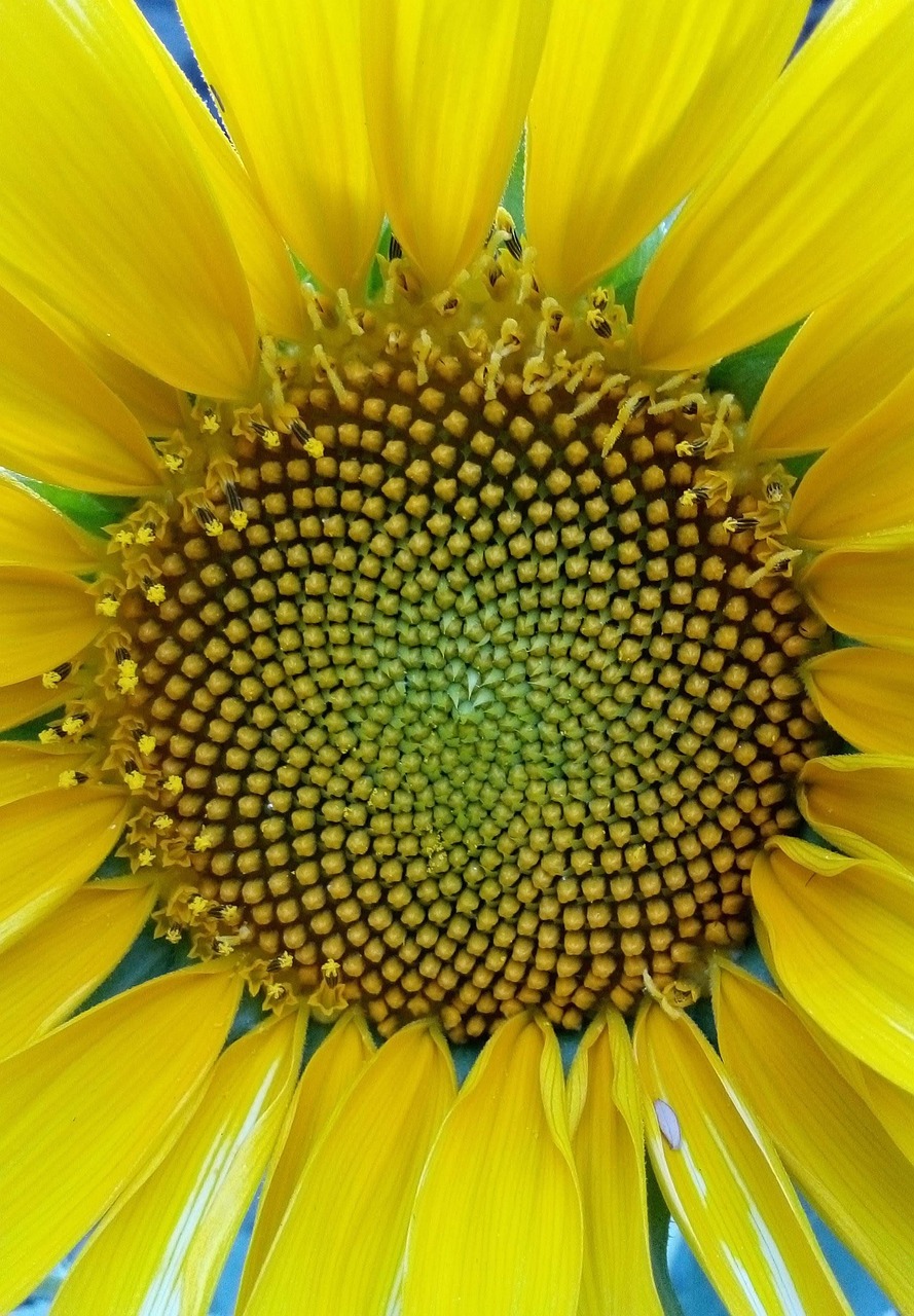 Plus de 20 images de Girasoles En Oficina et de Girasol - Pixabay