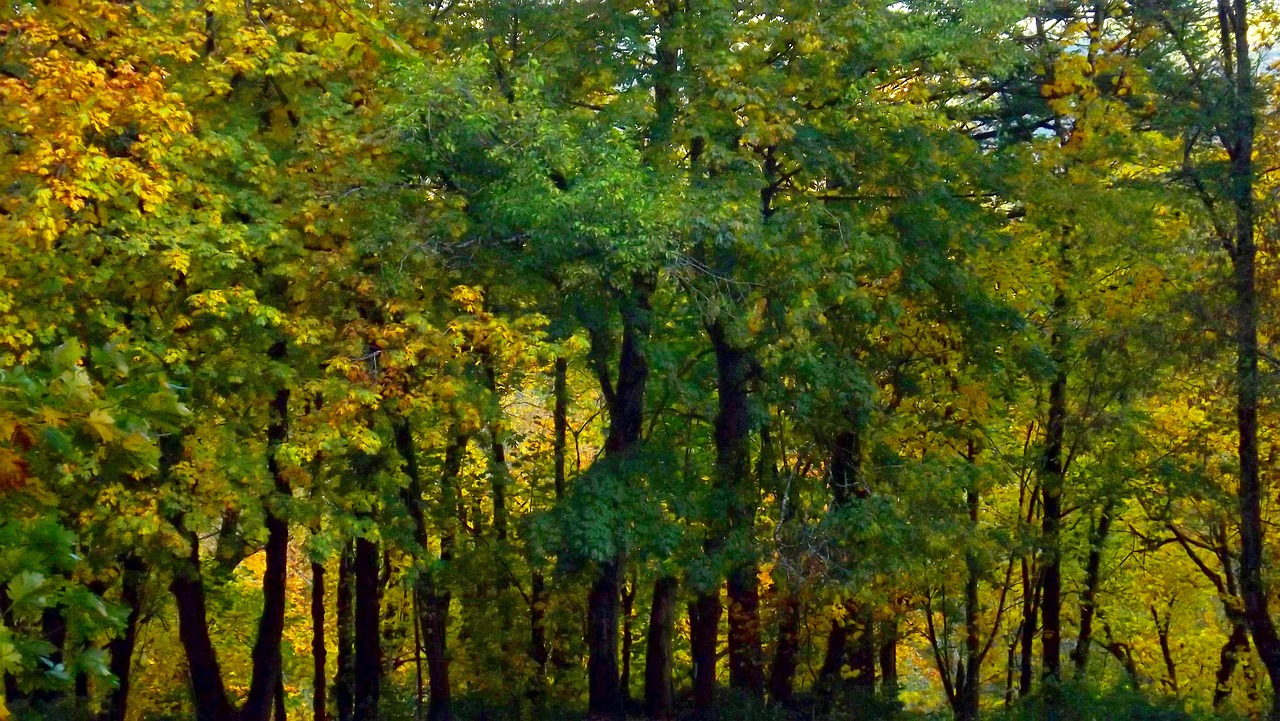 Hutan Pohon Alam - Foto gratis di Pixabay - Pixabay