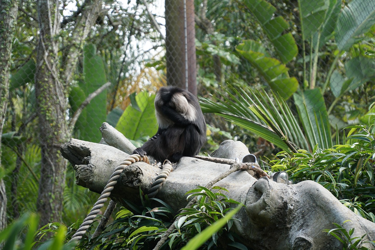 Gibbon Animal Zoo Face - Free photo on Pixabay - Pixabay