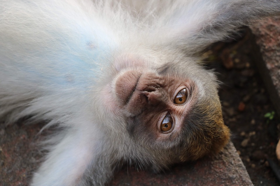 Monkey Bali Indonesia - Free photo on Pixabay