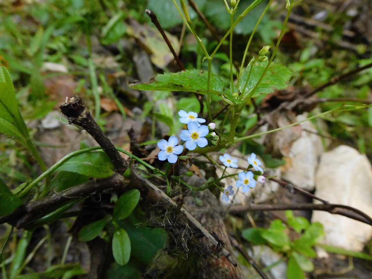 Forget Me Not Forest Autumn Free Photo On Pixabay Pixabay