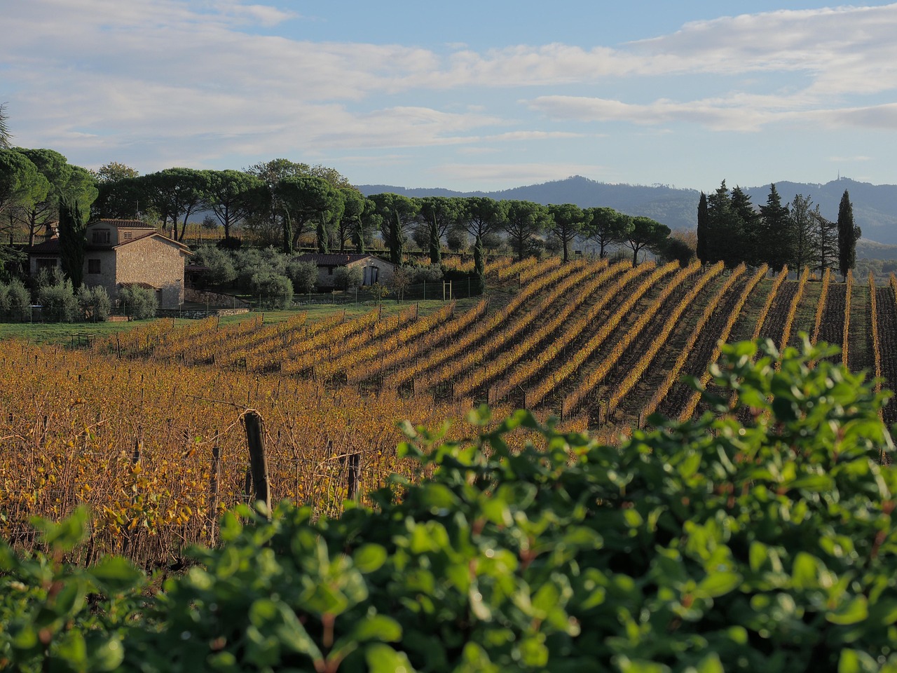 Paisaje Vino Vid - Foto gratis en Pixabay - Pixabay