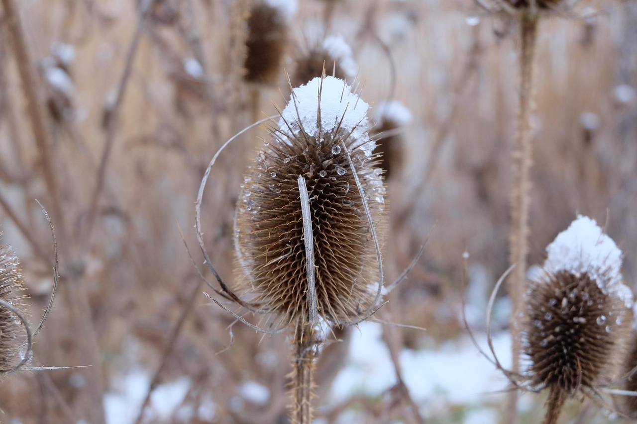 Teasel Plant Snow - Free photo on Pixabay - Pixabay