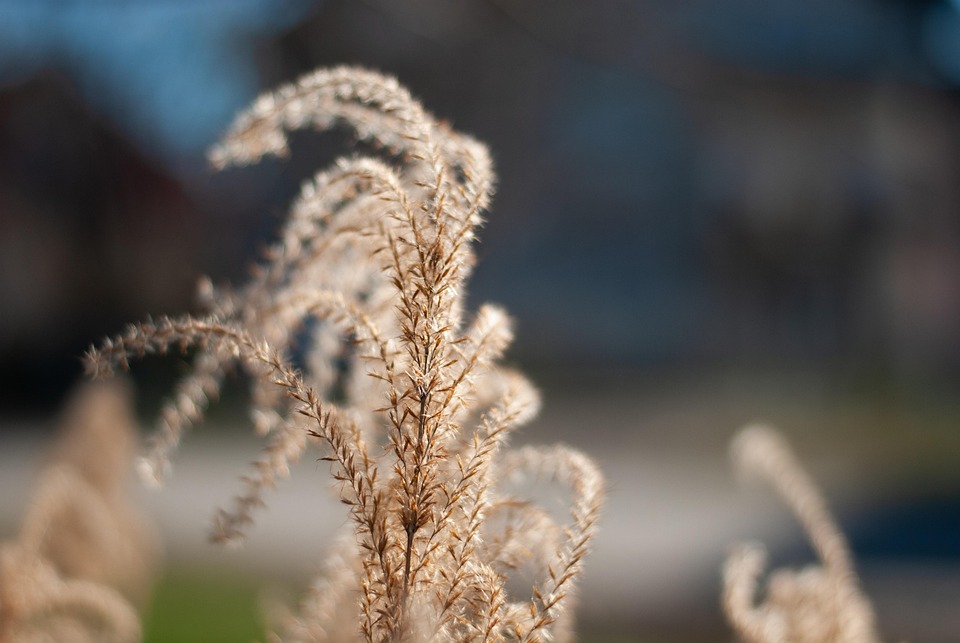 Grass Plant Field Ornamental - Free photo on Pixabay - Pixabay