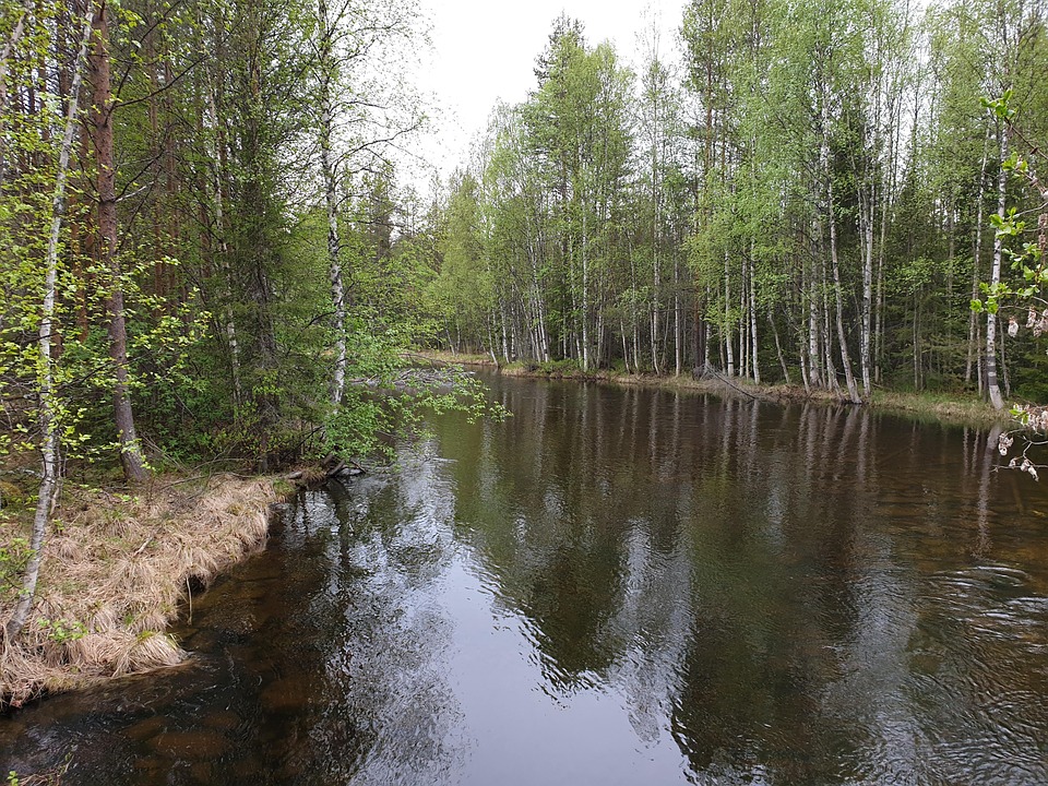 River Bank Trees - Free photo on Pixabay - Pixabay
