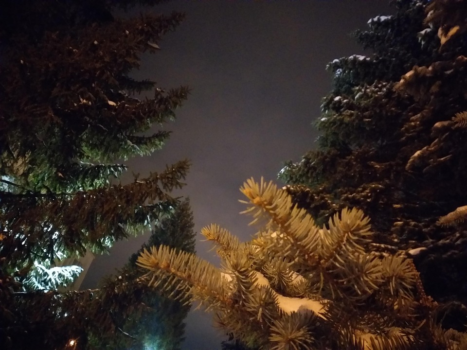 Night Sky Spruce - Free photo on Pixabay - Pixabay