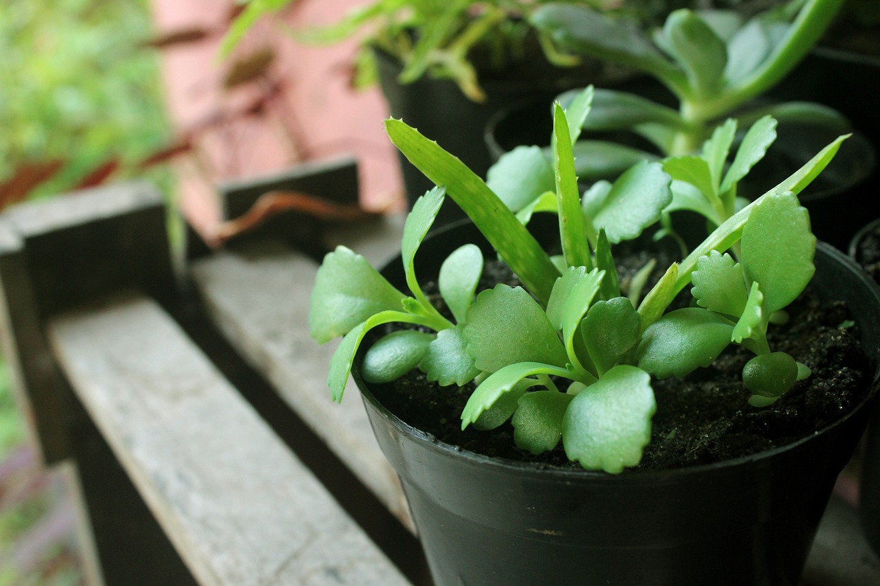 Plant Pot Green Free Photo On Pixabay Pixabay