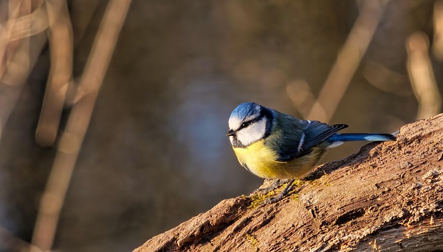 Blue Tit Bird Wood - Free photo on Pixabay - Pixabay