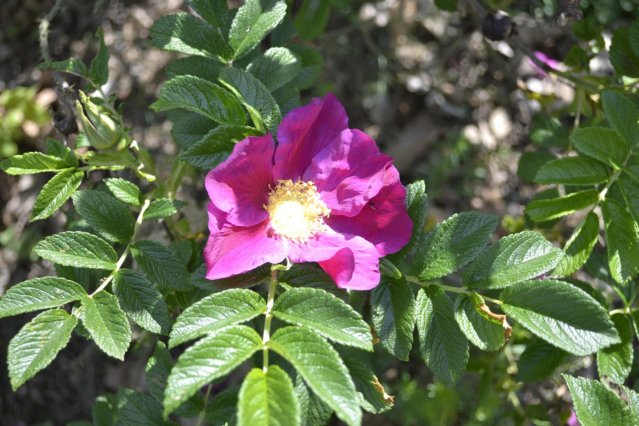Bloem Roze Purper - Gratis foto op Pixabay - Pixabay