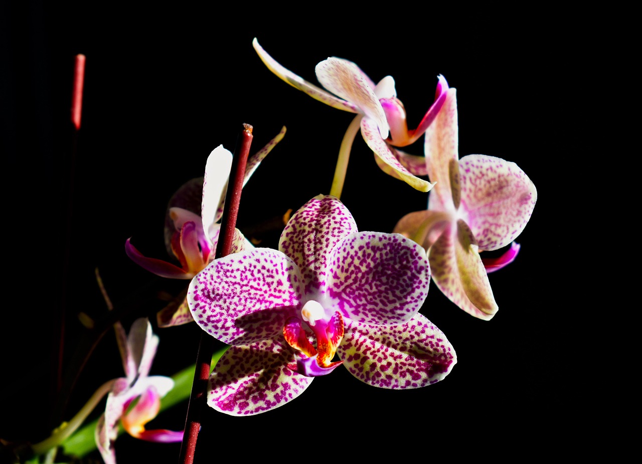 超过 10000 张关于“Gul Orchid”和“兰花”的免费图片 - Pixabay