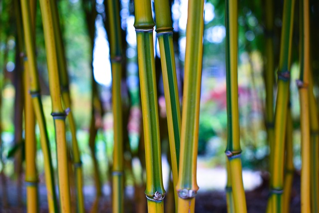 Bamboo Green Botany - Pixabay上的免费照片 - Pixabay