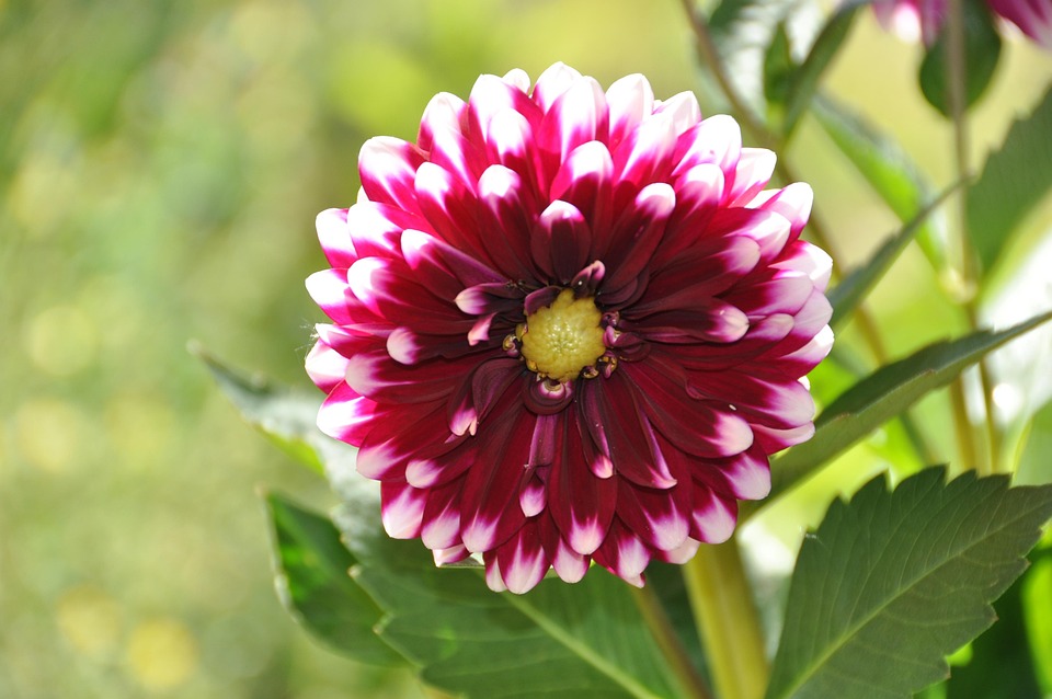 Dahlia Kebun Bunga - Foto gratis di Pixabay