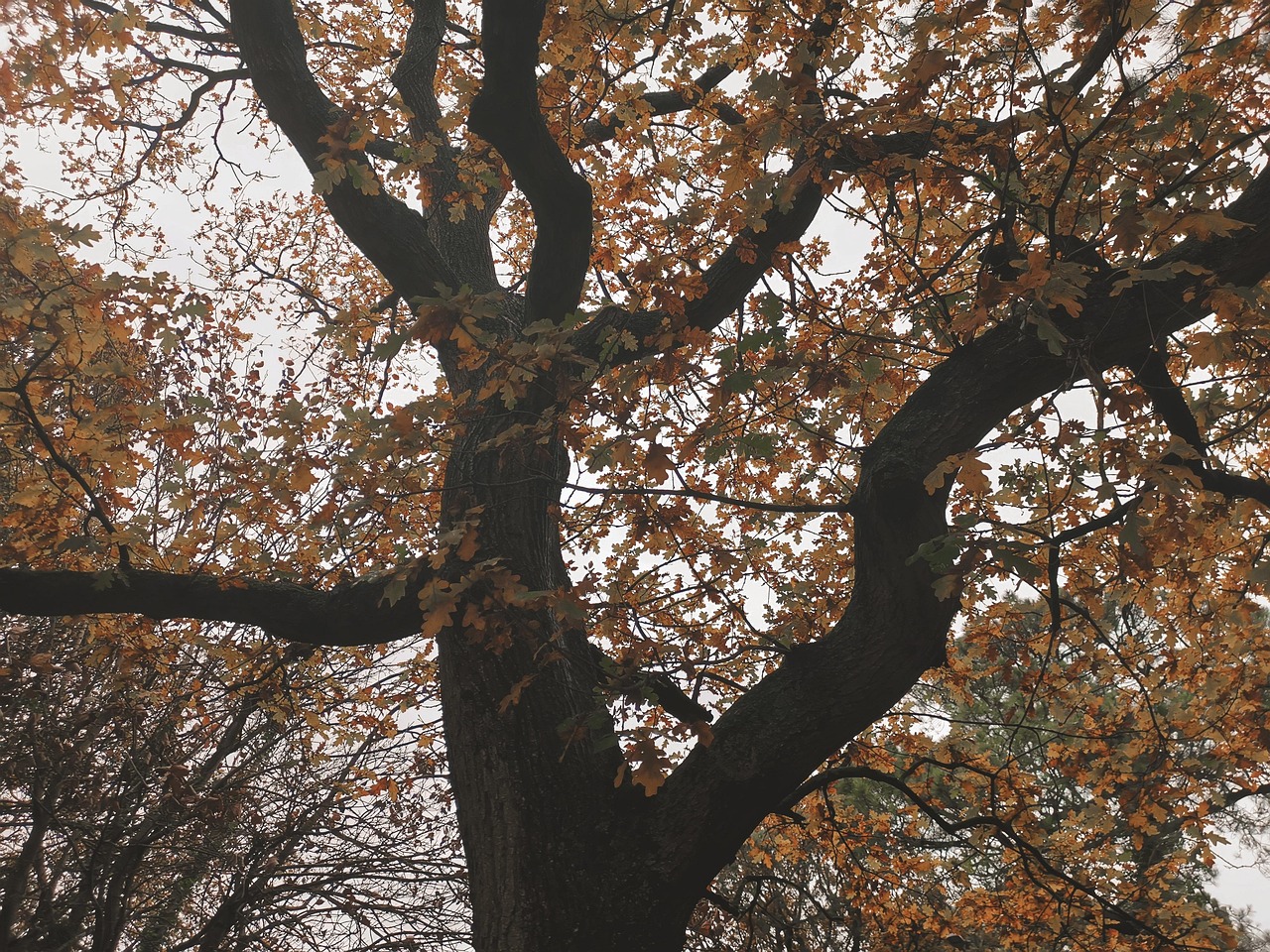 Tree Branches Fall - Free photo on Pixabay - Pixabay