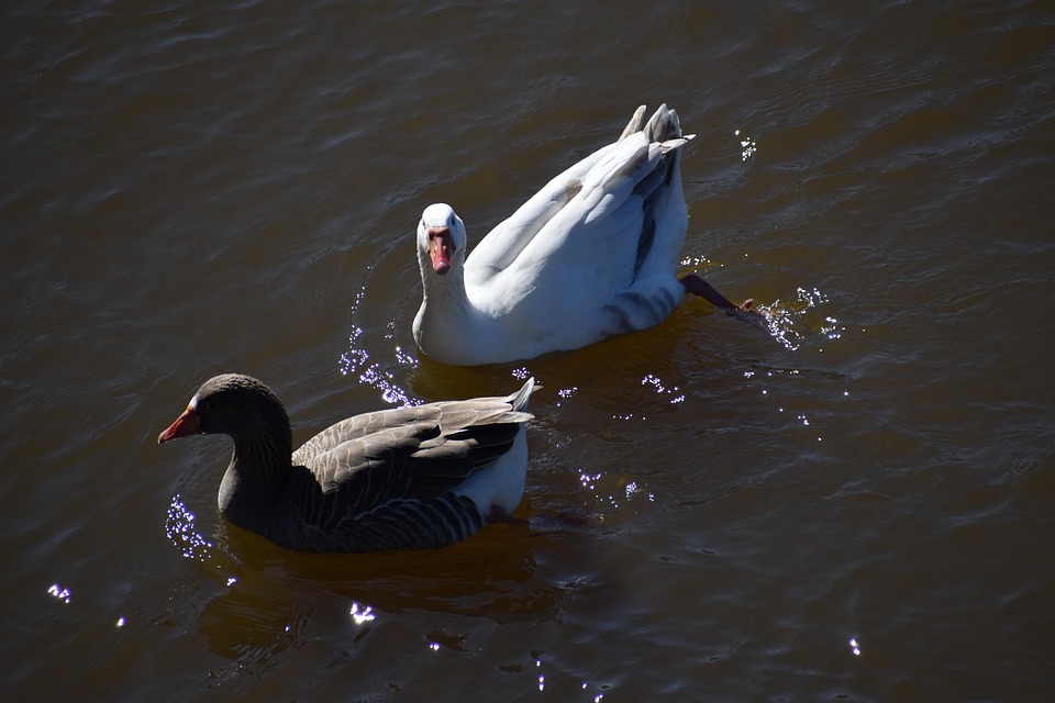 Two Ducks Duck Birds - Free photo on Pixabay
