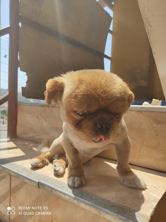 Perrito Tierno - Photo gratuite sur Pixabay - Pixabay